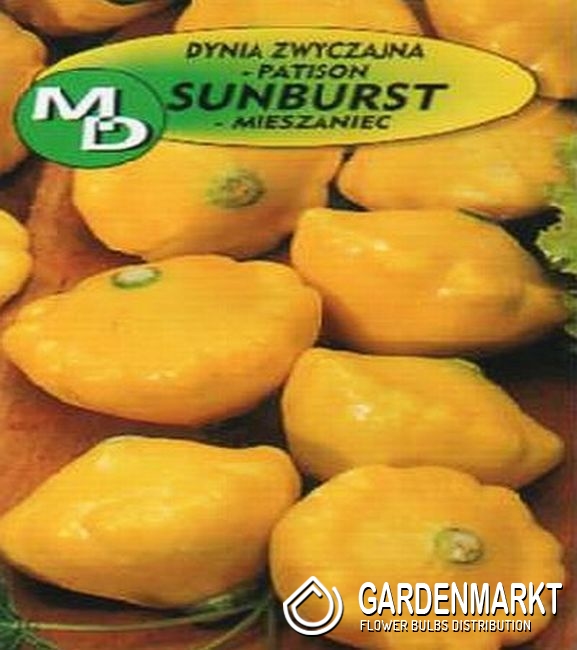 32 Courgette Patison Sunburst 6pcs. - Gardenmarkt.com