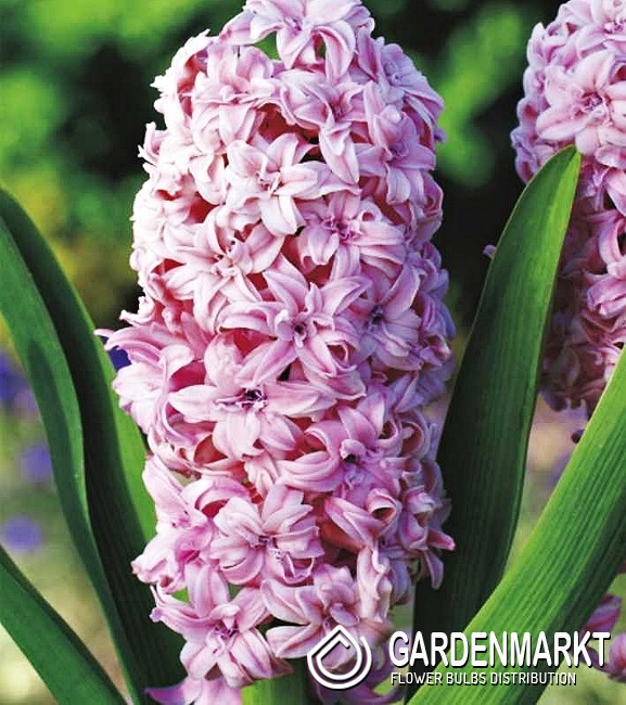 Double Hyacinth Prince of Love 1 pcs - Gardenmarkt.com