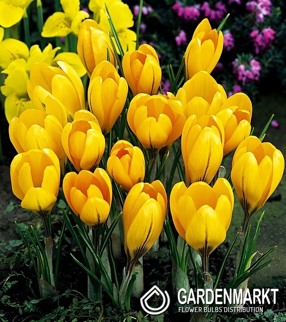 Spring Crocus Golden Yellow 10 pcs - Gardenmarkt.com