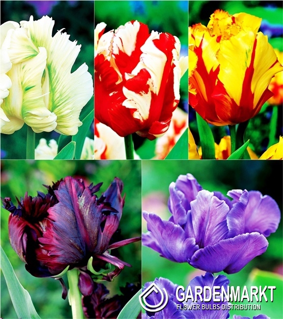 Parrot Tulip Mix 25 pcs - Gardenmarkt.com