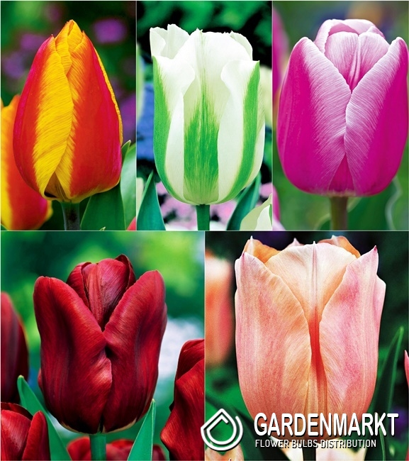 Single Early Tulip Mix 25 pcs - Gardenmarkt.com