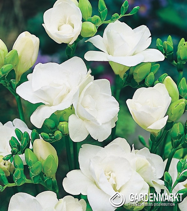 Freesia Double White 10 pcs - Gardenmarkt.com