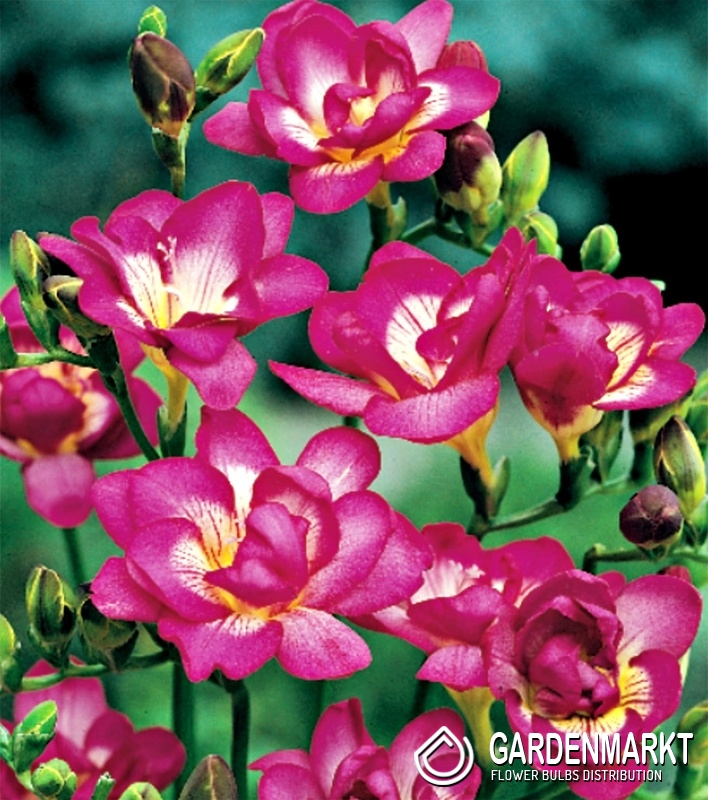 Freesia Double Pink 10 pcs - Gardenmarkt.com
