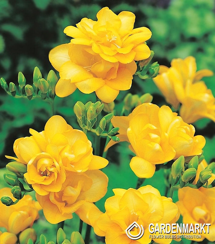 Freesia Double Yellow 10 pcs - Gardenmarkt.com