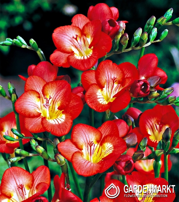 Freesia Single Red 10 pcs - Gardenmarkt.com