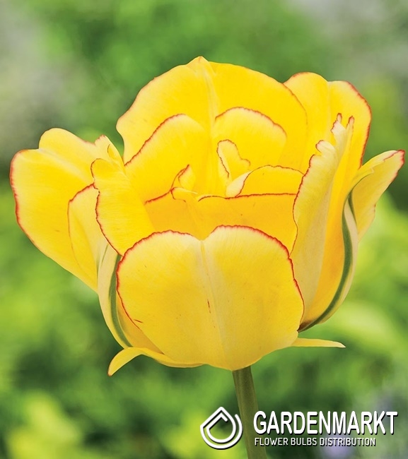 Double Tulip Akebono 5 pcs - Gardenmarkt.com