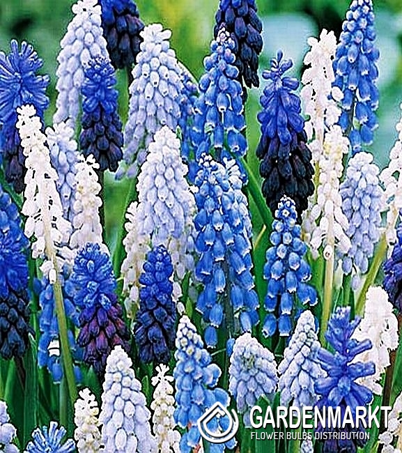 Muscari Grape Hyacinth Mix 25 pcs - Gardenmarkt.com