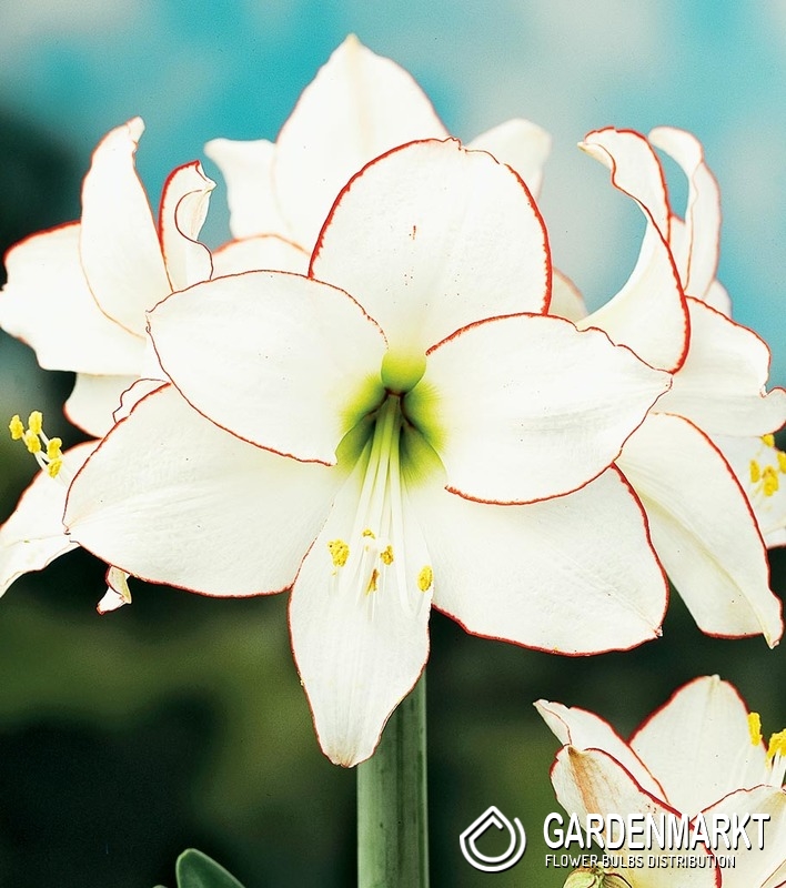 Hippeastrum Amaryllis Picotee 1 pcs - Gardenmarkt.com