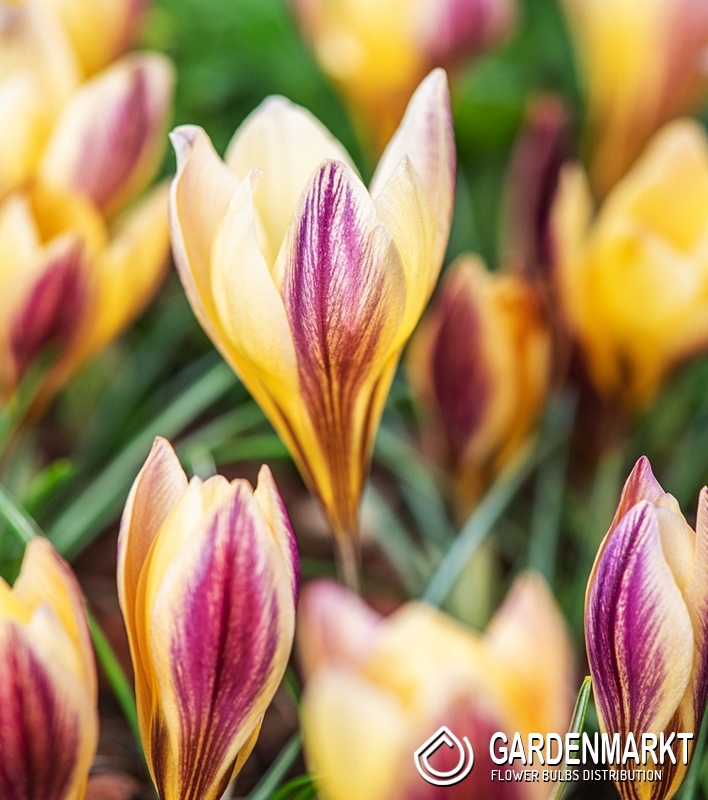Spring Crocus Angustifolius 10 pcs - Gardenmarkt.com