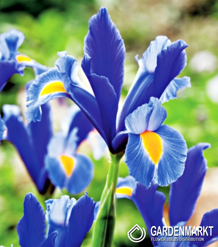 Iris Dutch Saphire Beauty 10 pcs - Gardenmarkt.com