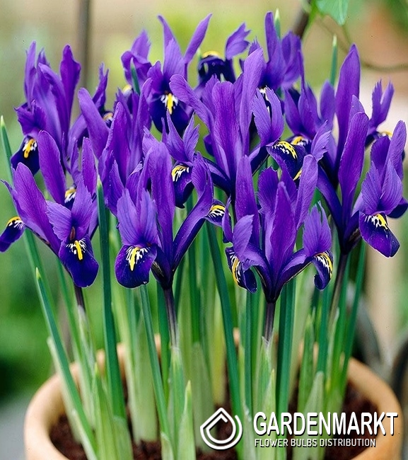 Iris Reticulata Pixie 10 pcs - Gardenmarkt.com