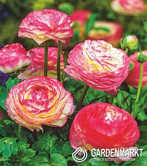 Ranunculus Picotee Rose 5 pcs - Gardenmarkt.com