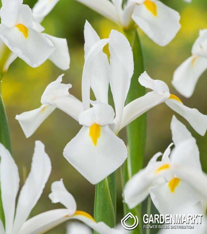 Iris Dutch Alaska 10 pcs - Gardenmarkt.com