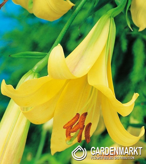 Trumpet Lily Golden Splendour 1 pcs - Lily - Gardenmarkt.com