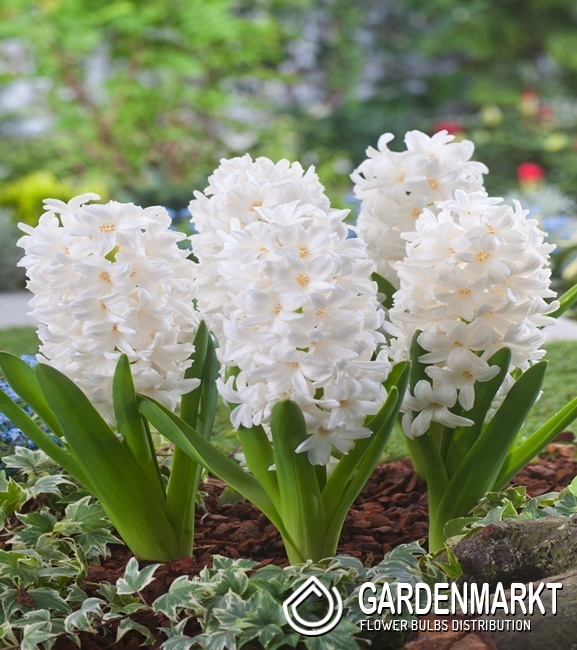 Hyacinth White Ideal 3 pcs - Gardenmarkt.com