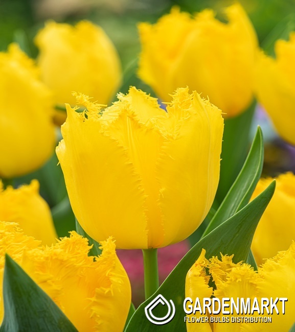 Tulip Yellow Fabio 5 pcs - Gardenmarkt.com