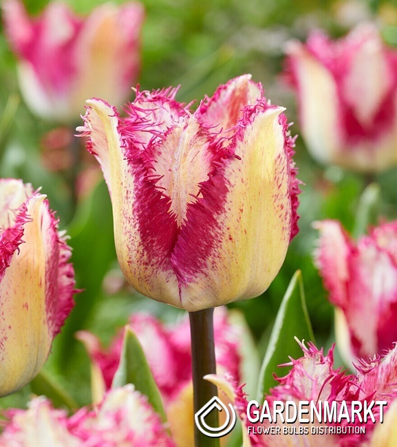Tulip Passion Play 5 pcs - Gardenmarkt.com
