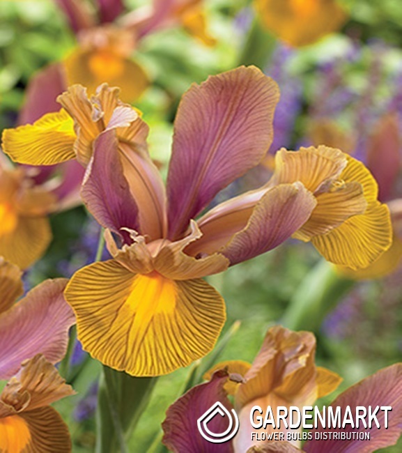 Iris Reticulata Frozen Planet 5 pcs - Gardenmarkt.com