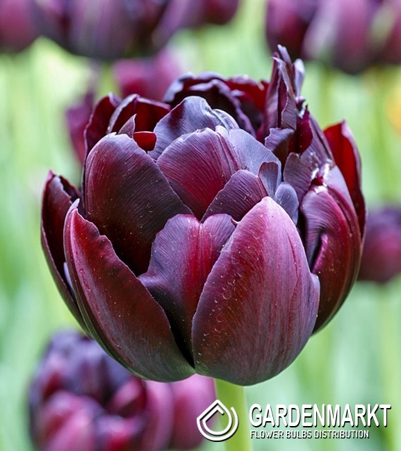 Tulip Roadstar 5 pcs - Gardenmarkt.com