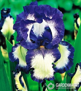Iris - Gardenmarkt.com