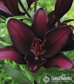 Lily - Gardenmarkt.com