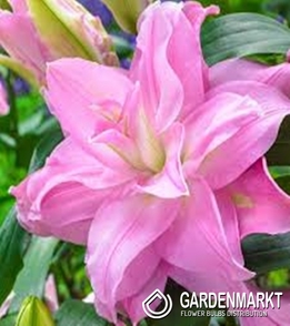 Lily - Gardenmarkt.com