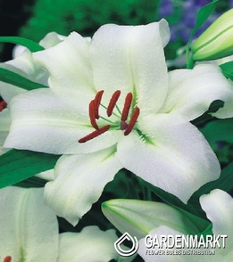 Lily - Gardenmarkt.com